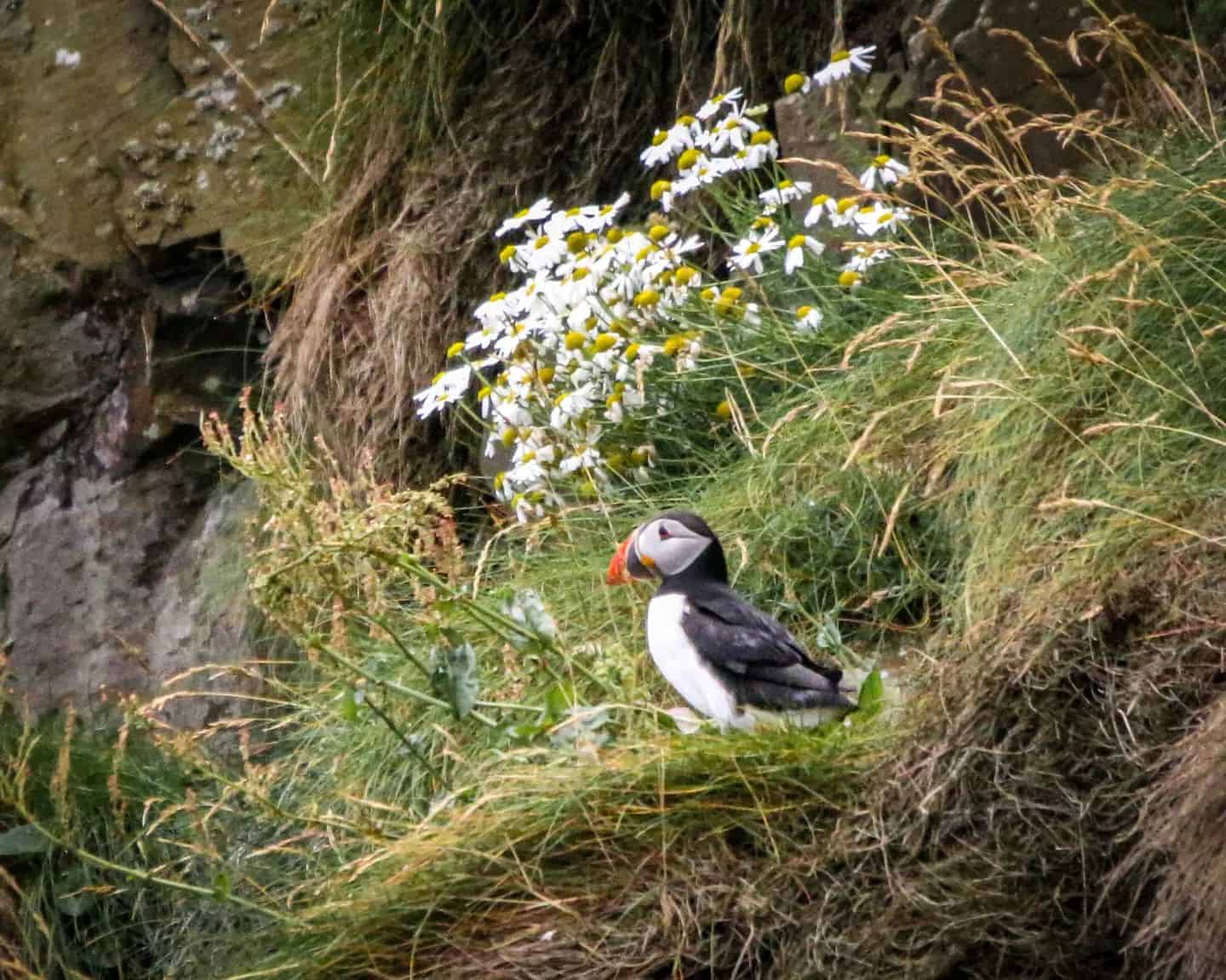 Rathlin Island: Northern Ireland’s only inhabited island | Causeway ...